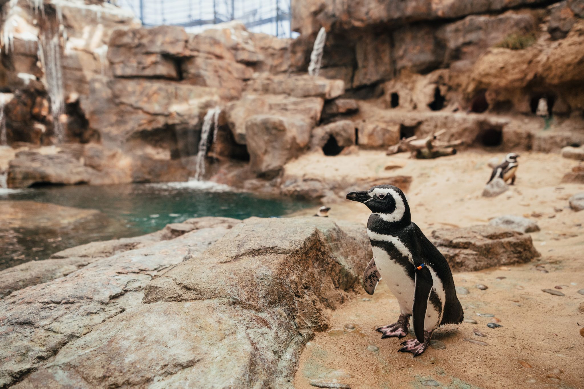 Os pinguins regressaram ao Oceanário de Lisboa – LuxWOMAN